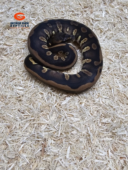 Stranger Leopard 66% Het Clown Ball Python by George Emde Reptiles