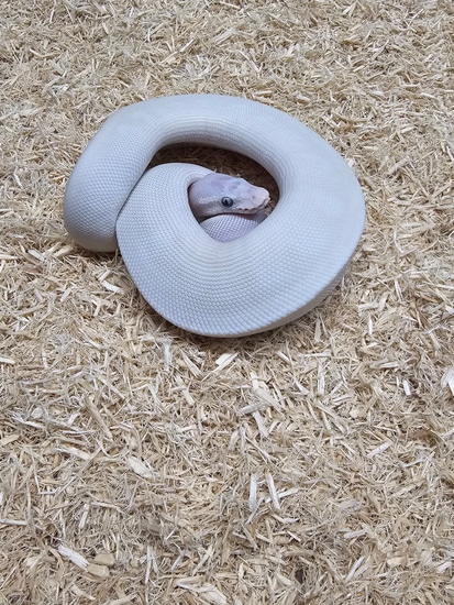 Super Mojave Hypo Pos Ghi Ball Python by George Emde Reptiles