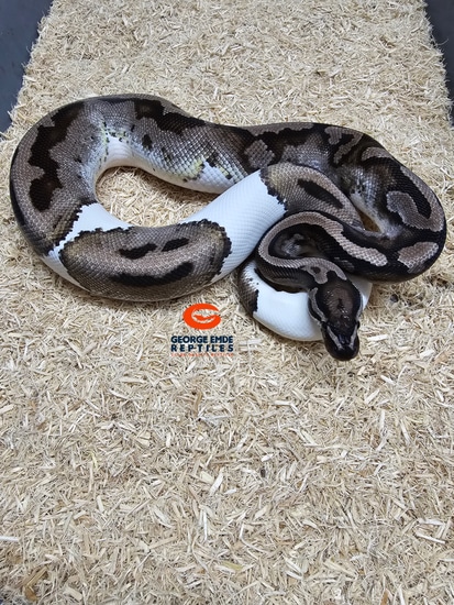 Vpi Axanthic Pied Ball Python by George Emde Reptiles