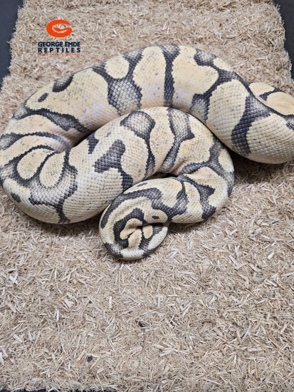 Pastel Enchi Ghost Ball Python by George Emde Reptiles