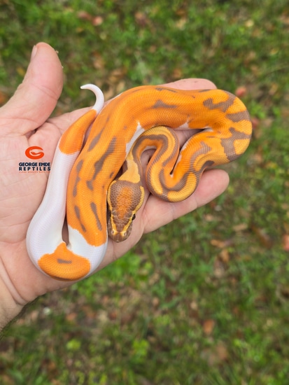 Orange Dream Ultramel Pied Ball Python by George Emde Reptiles