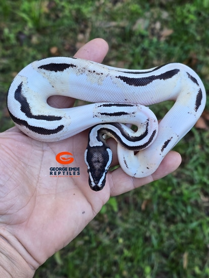 Orange Dream Yellow Belly Vpi Axanthic Pied Ball Python by George Emde ...