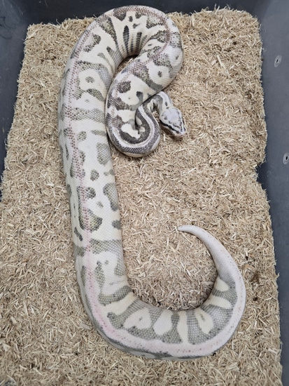 Super Pastel Desert Ghost Leopard Ball Python by George Emde Reptiles
