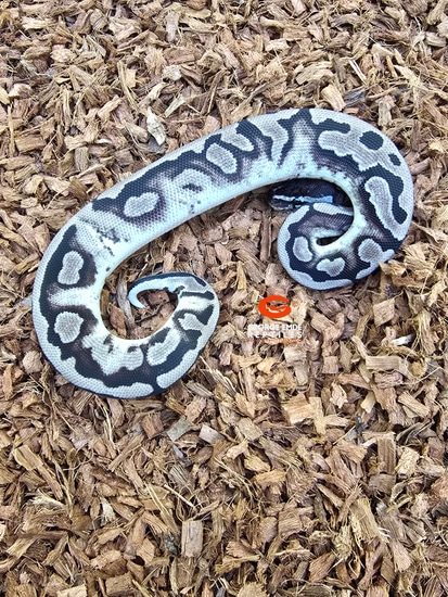 Vpi Axanthic Pied Ball Python by George Emde Reptiles