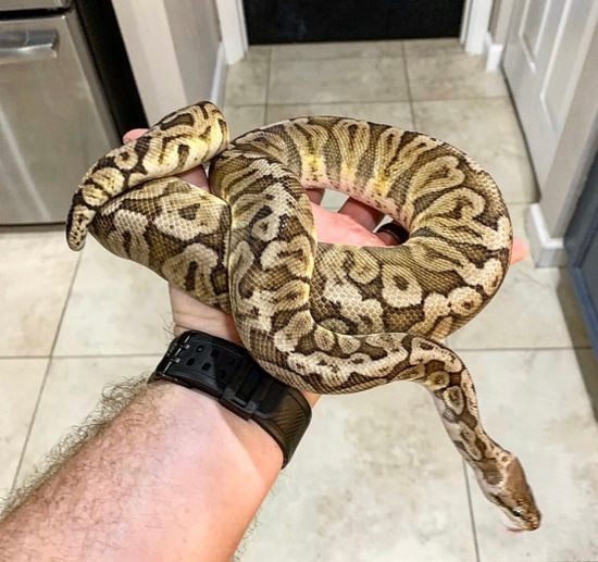 Pastel GHI Hidden Gene Woma Ball Python by AyBee Reptiles