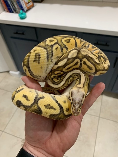 SuperFly 100% Het Clown Ball Python by AyBee Reptiles - MorphMarket