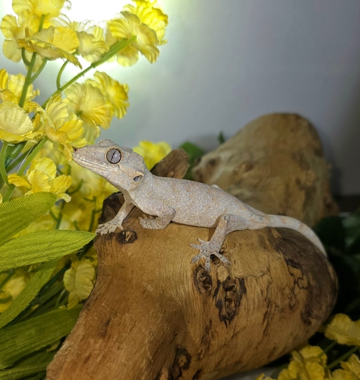 White Base/ Reticulated Gargoyle Gecko by Guardian Exotics