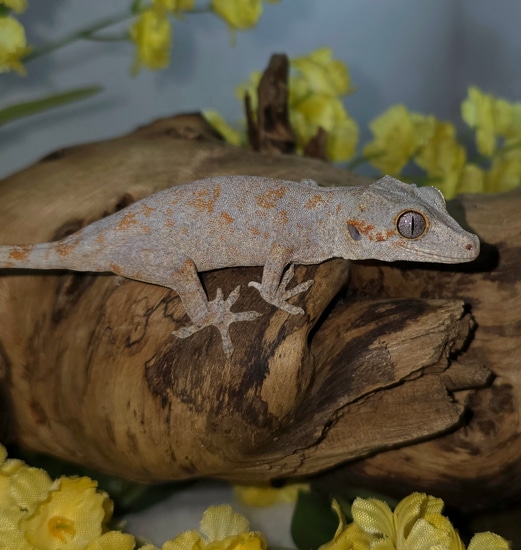 Orange Blotch/ Reticulated Gargoyle Gecko by Guardian Exotics