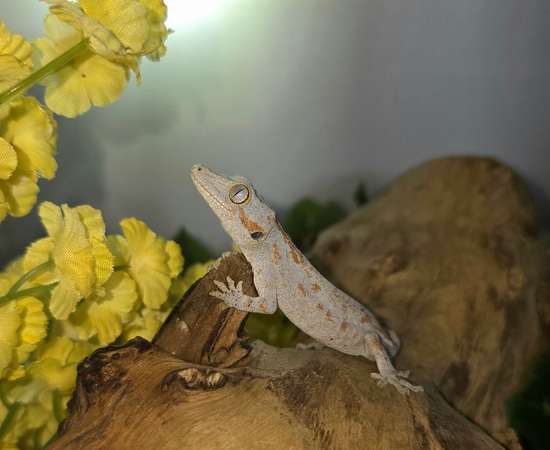 White Base/Orange Blotch Gargoyle Gecko by Guardian Exotics