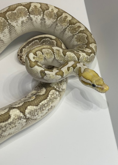 Pastel Bamboo DH G-Stripe/Hypo Ball Python by Guardian Reptiles