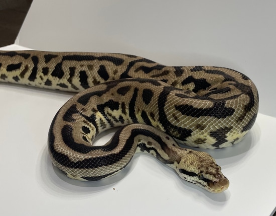 Spotnose Leopard DH Desert Ghost Hypo Proven & RTB Ball Python by ...