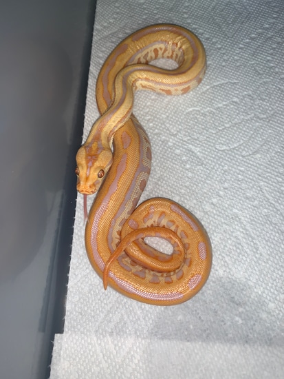 Albino Labyrinth (100% Het Green) Burmese Python by Calvin’s Creatures