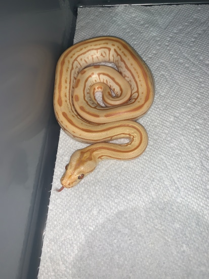 Pearl Labyrinth (100% Het Green) Burmese Python by Calvin’s Creatures