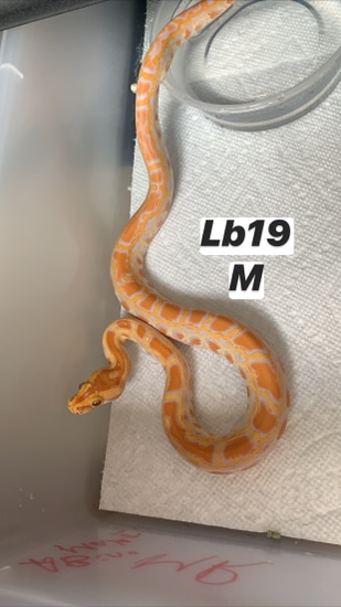 Albino 100% Het Labyrinth Green Burmese Python by Calvin’s Creatures