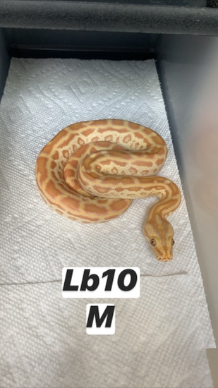 Pearl 100% Het Labyrinth Green Burmese Python by Calvin’s Creatures