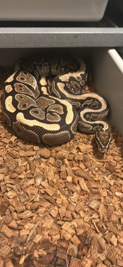 Spot Nose Ball Python by Guiltysirens Pythons