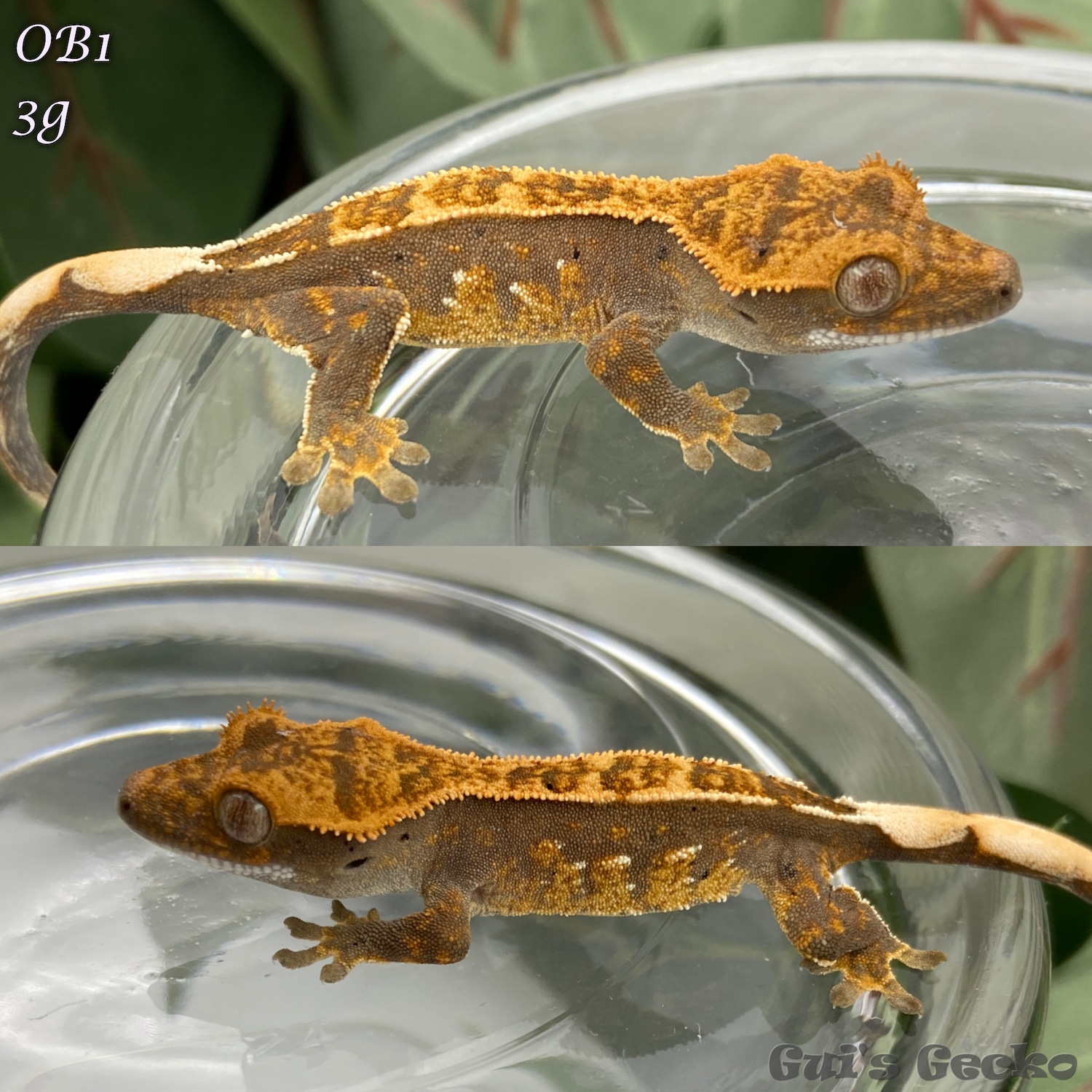 Harlequin Pinstripe Crested Gecko by Gui's Gecko - MorphMarket