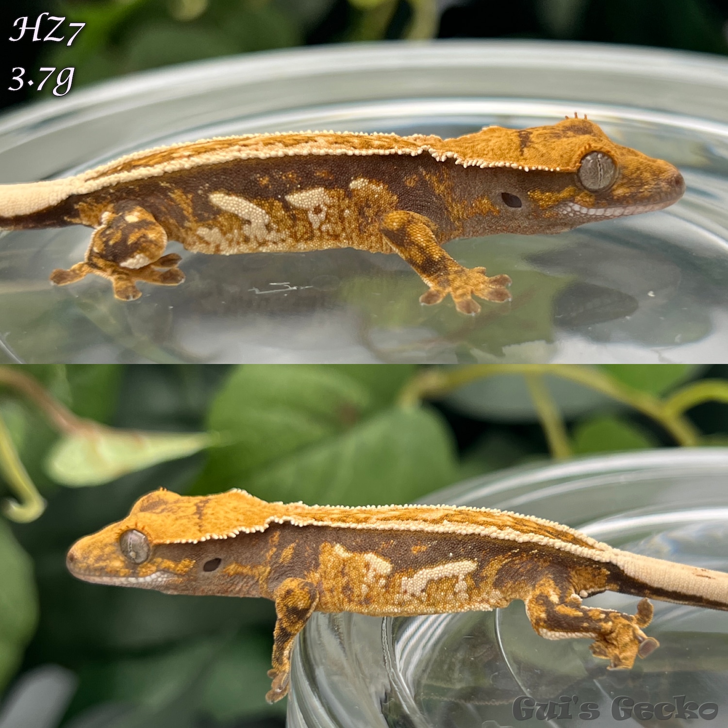 Harlequin Pinstripe Crested Gecko by Gui's Gecko - MorphMarket