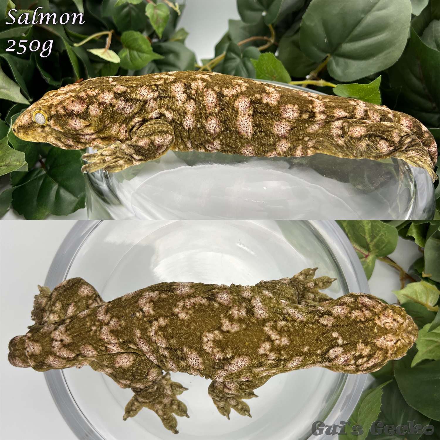 Leachianus Geckos