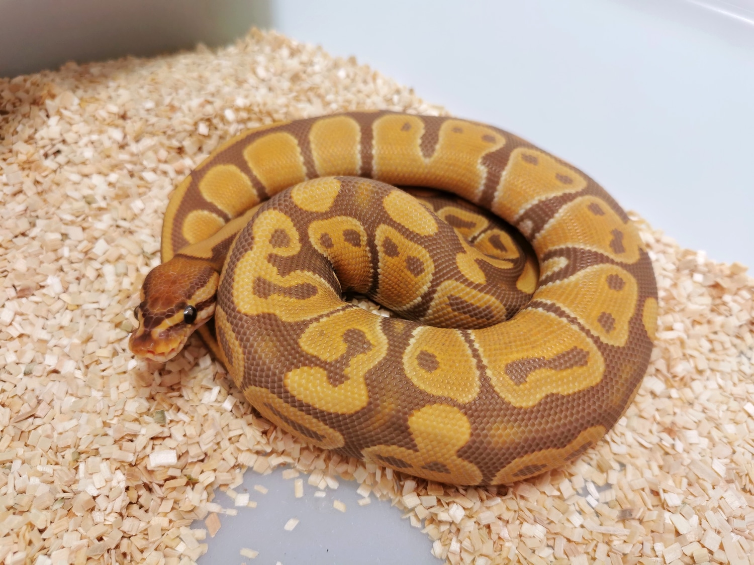 Ultramel Ball Python by Guillaume Chauvière - MorphMarket