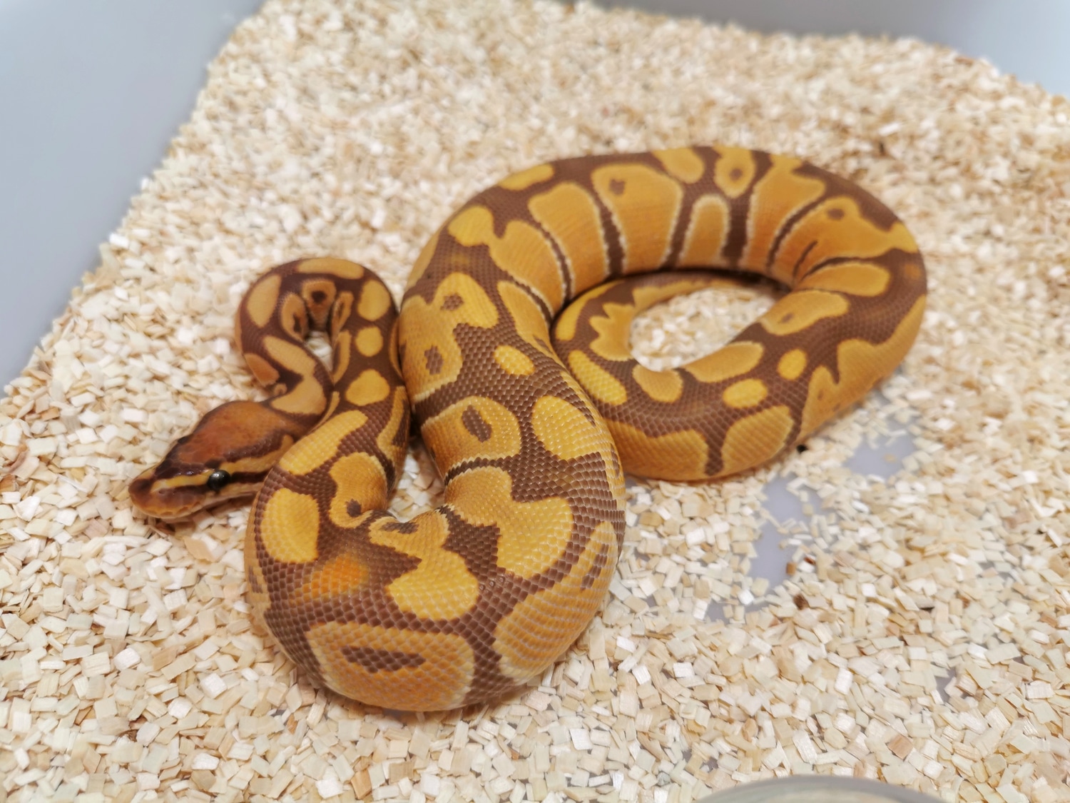 Ultramel Ball Python by Guillaume Chauvière - MorphMarket