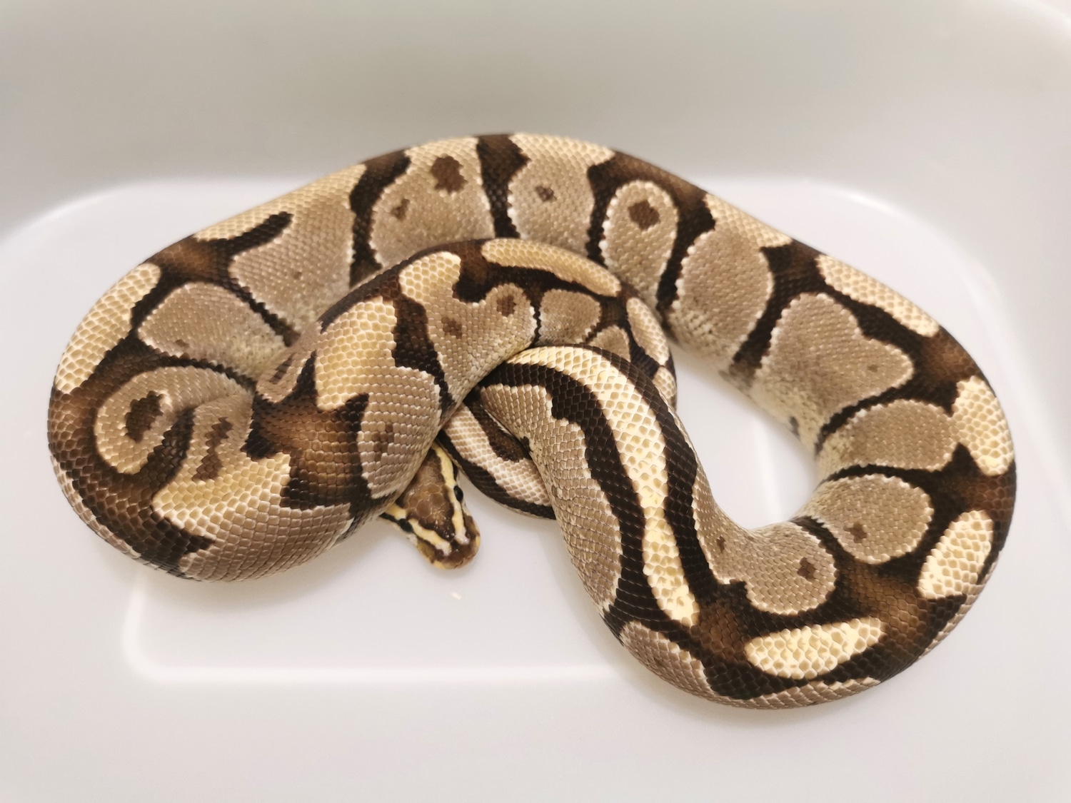 Dinker Import Ball Python by Guillaume Chauvière - MorphMarket