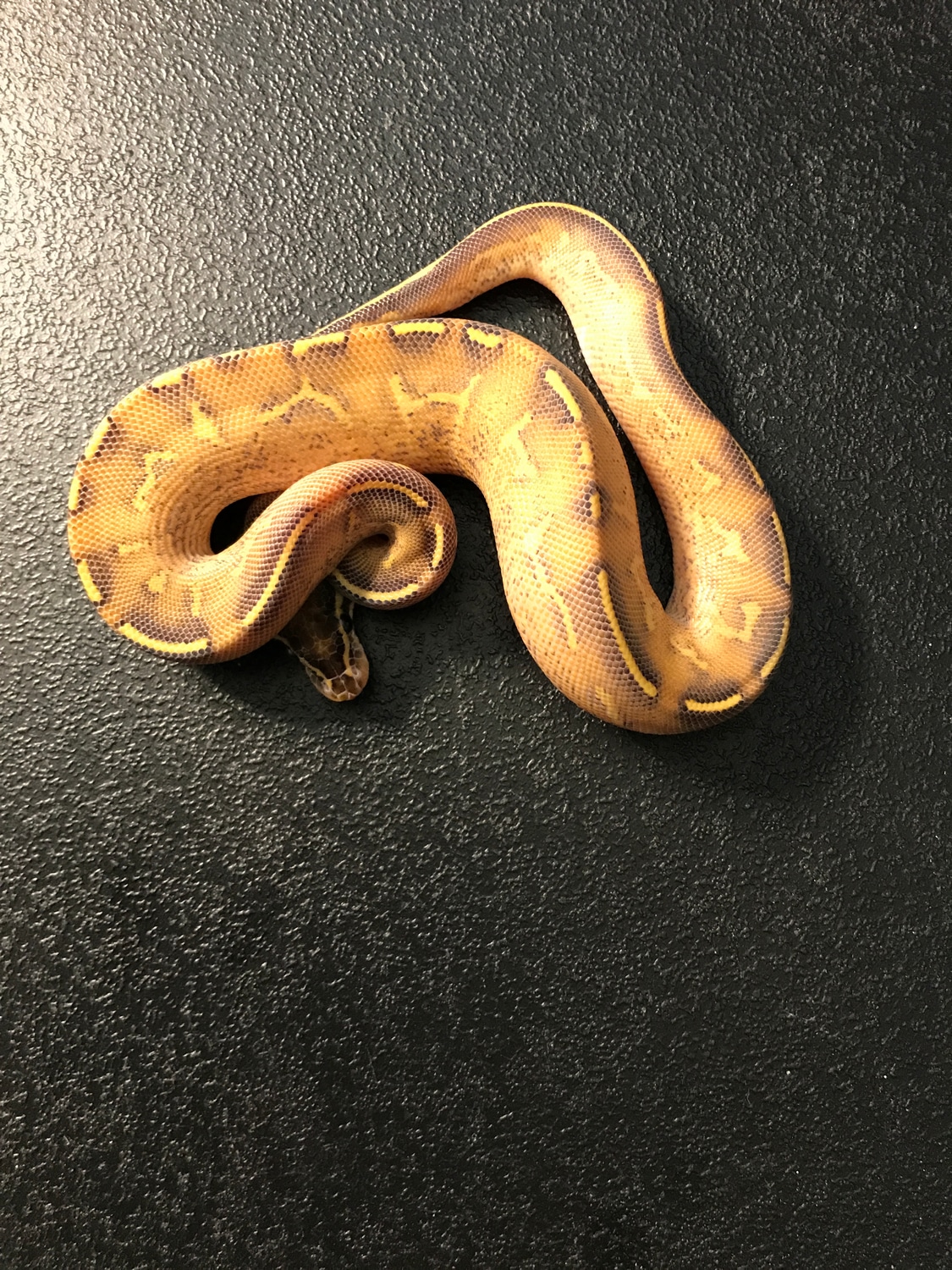 Highway Ball Python by Gulf Reptiles - MorphMarket