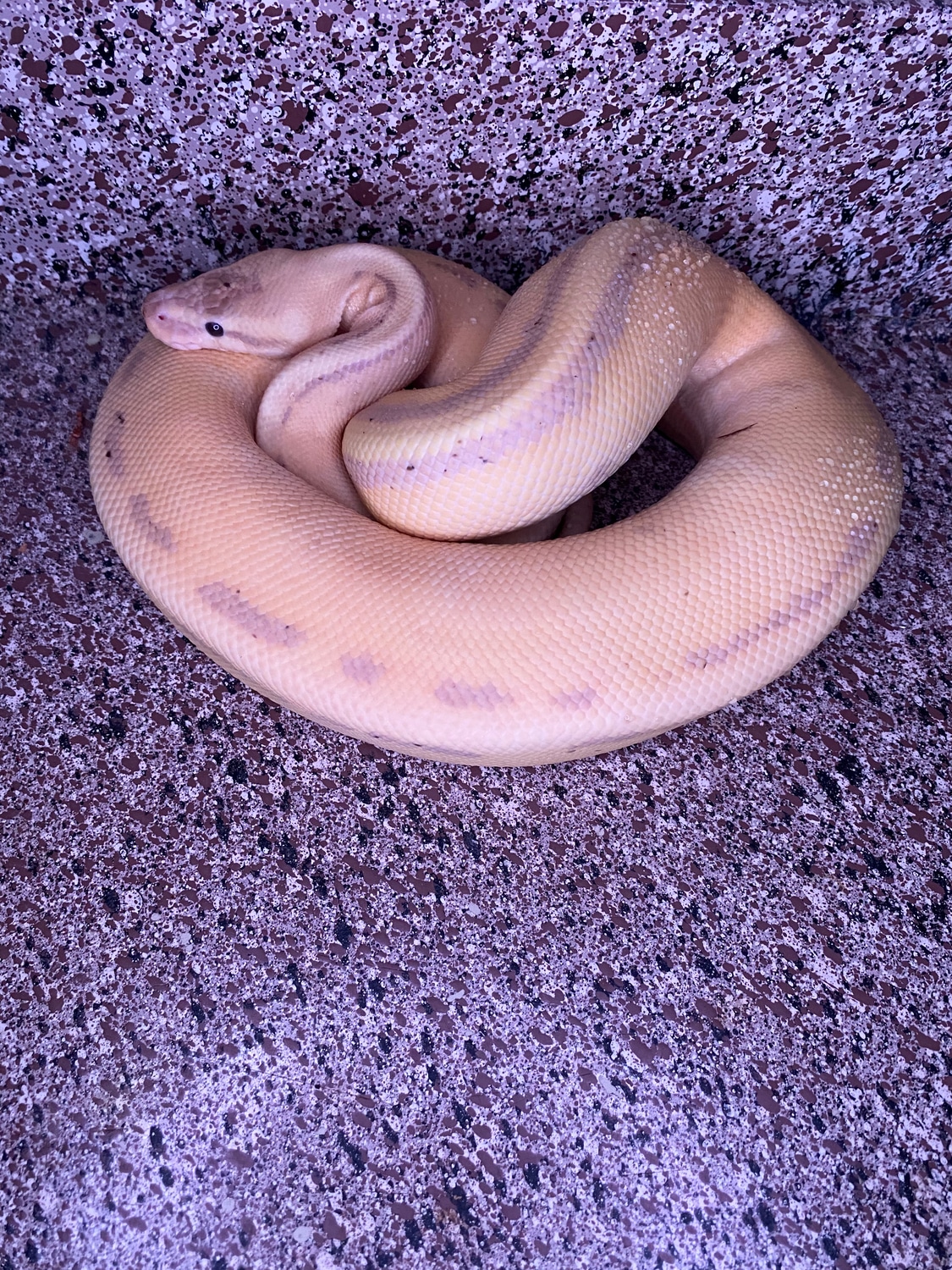 Proven Banana G-stripe Het VPI Axanthic Ball Python by Gulf Coast ...