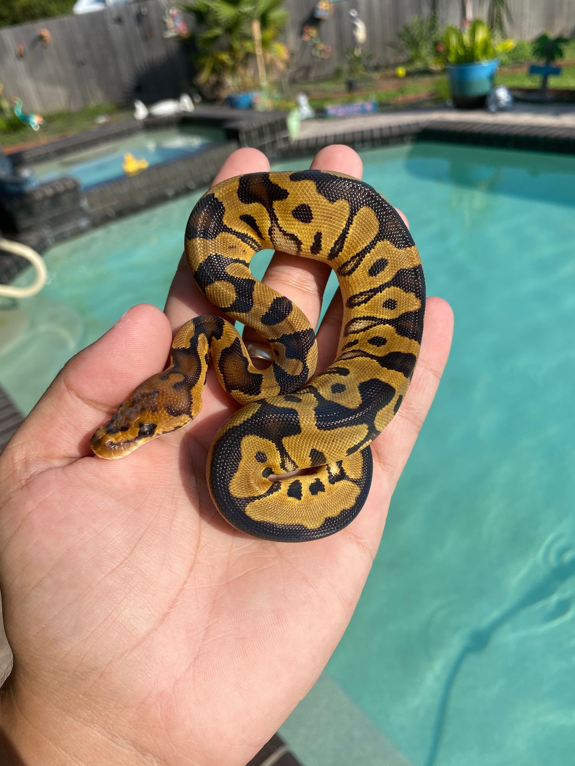 Red Stripe Clown Ball Python by Gulf Coast Morphs - MorphMarket