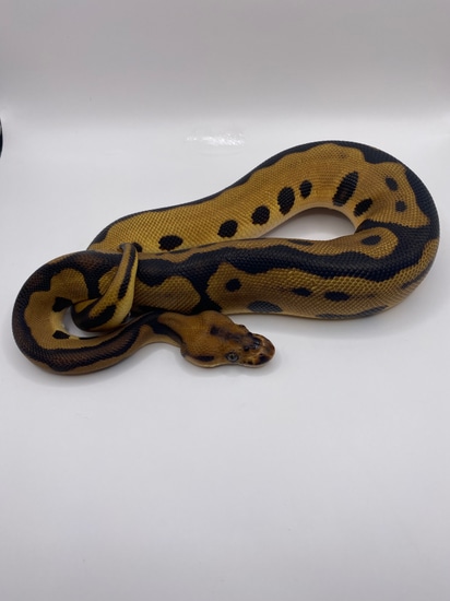 700g F Super Leopard Clown Ball Python by Gulf Coast Morphs