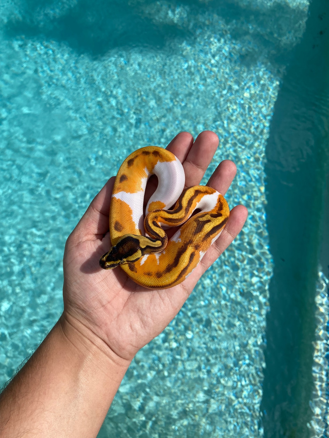 HI OD YB Enchi Pied Ball Python by Gulf Coast Morphs - MorphMarket