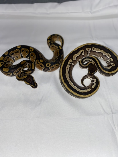 1.1 Zuwadi Project Ball Python by Gulf Coast Morphs