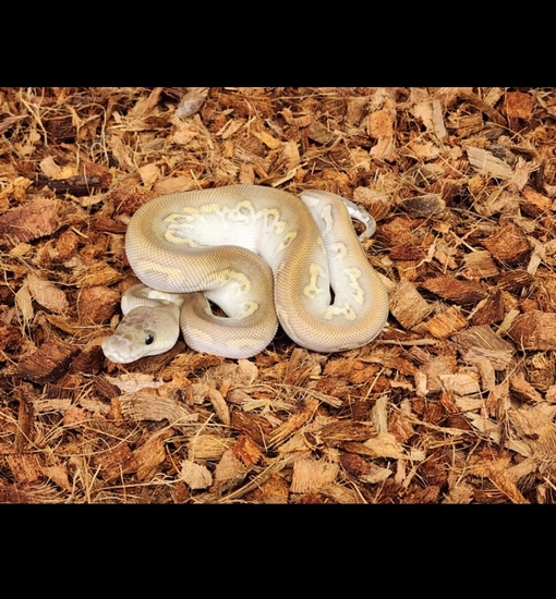 Cypress Fire Cinnamon Mojave Clown Ball Python by Gulf Coast Morphs