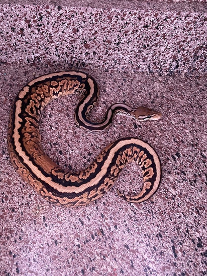 Spotnose Cinnamon DH Clown Pied Ball Python by Gulf Coast Morphs