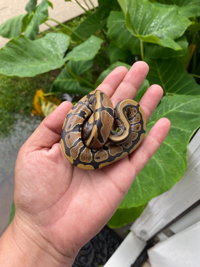 1.1 DH Hypo Puzzle Ball Python by Gulf Coast Morphs