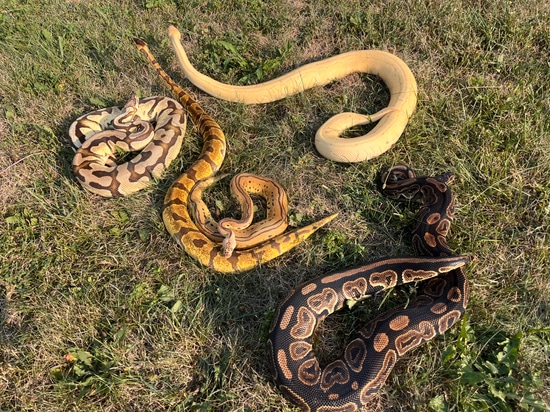 RTB Female Heavy Collection Ball Python by Gulf Coast Morphs