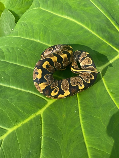 Lace Enchi Het Clown Ball Python by Gulf Coast Morphs