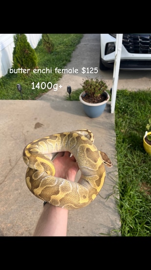 RTB Butter Enchi Ball Python by Gulf Coast Morphs