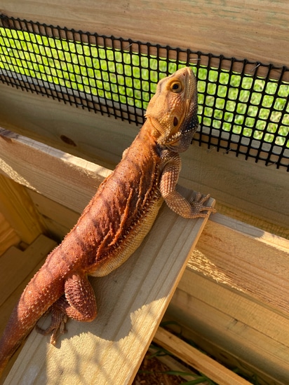 Red Translucent Hypo Central Bearded Dragon by Gulf Coast Elite Dragons