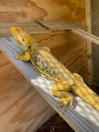 Huge!! Hypo Citrus 66% Het Trans Central Bearded Dragon by Gulf Coast ...