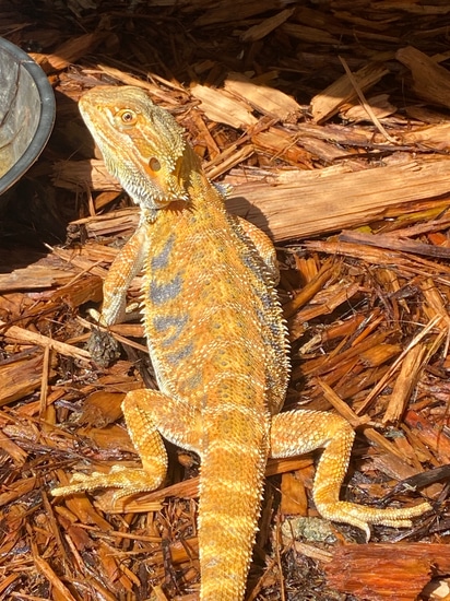 Citrus Hypo Blue Bar Central Bearded Dragon by Gulf Coast Elite Dragons