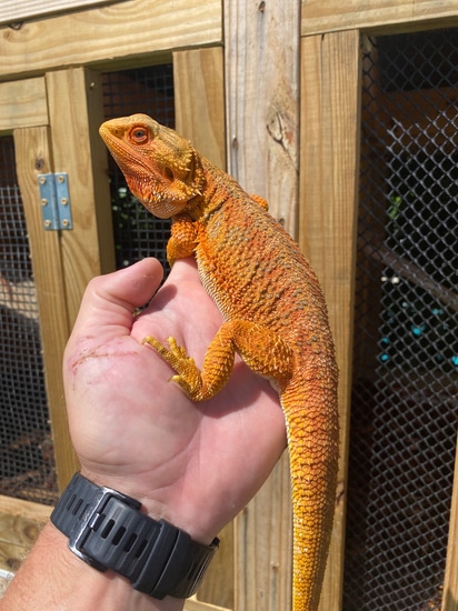 Tangerine Hypo Female Central Bearded Dragon by Gulf Coast Elite Dragons