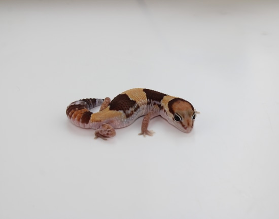 50% Het Ghost African Fat-Tailed Gecko by Gulf Coast Exotics