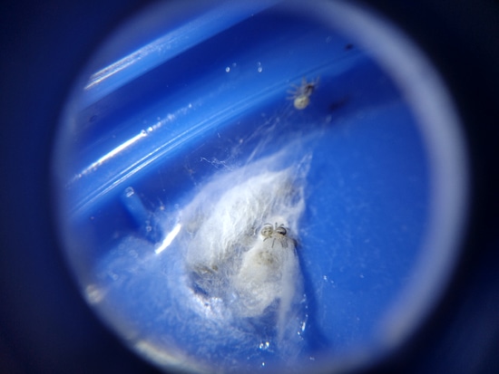 Gray Wall Jumping Spider Sling by Gulf coast invertebrates