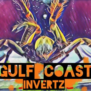 Gulf coast invertebrates - MorphMarket