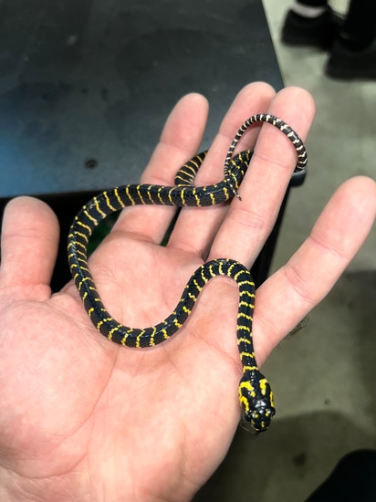 Boiga Gemmicincta More Colubrid by Gulf Coast Rattery