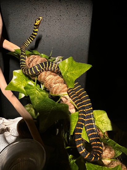 Boiga Gemmicincta More Colubrid by Gulf Coast Rattery