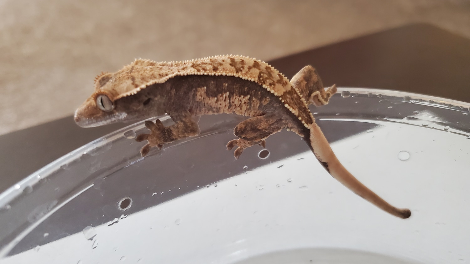 Cream Harlequin Crested Gecko by EW Crested Gecko - MorphMarket