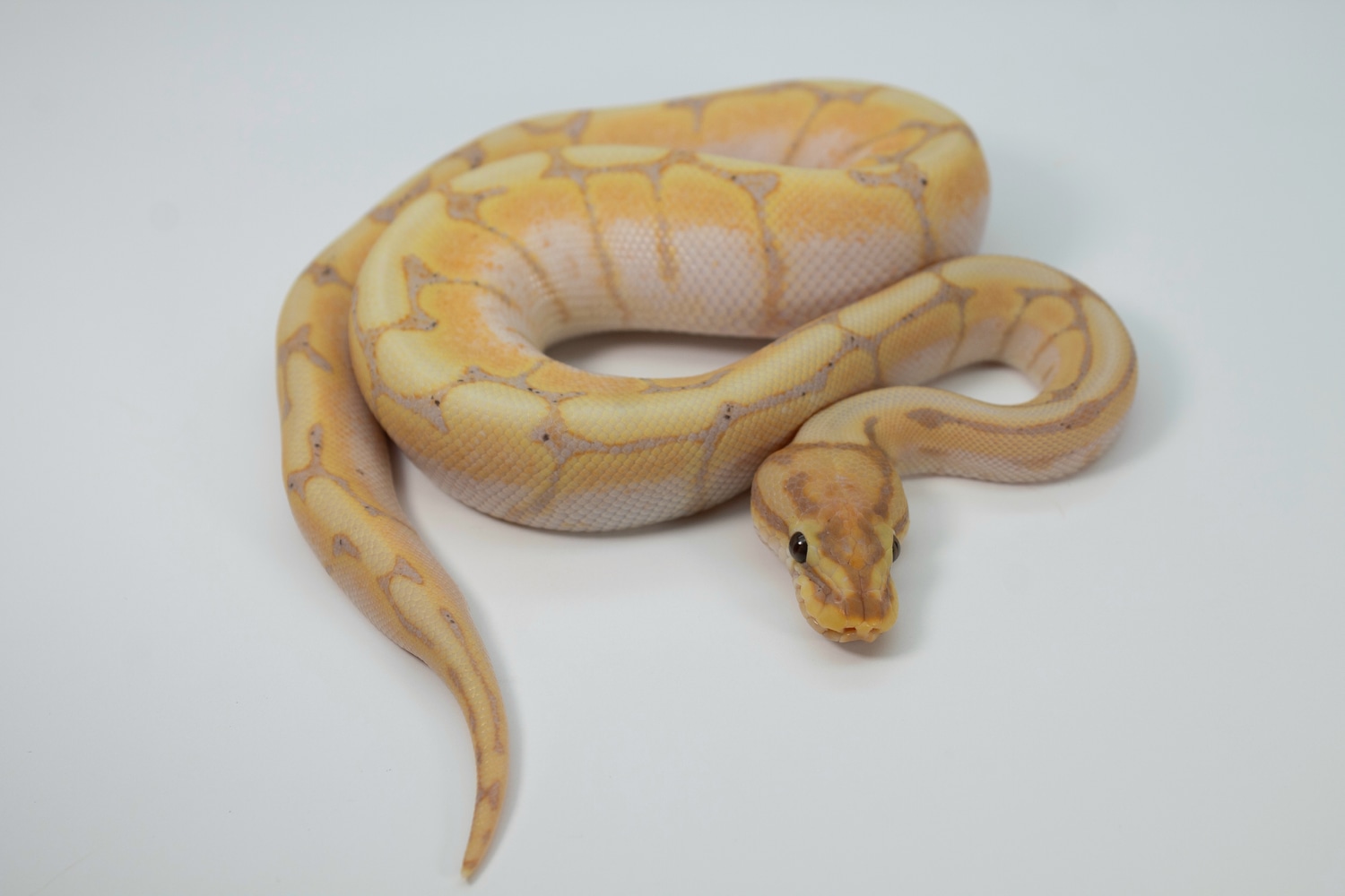 Banana Spider Ball Python by The ReptiRanch - MorphMarket