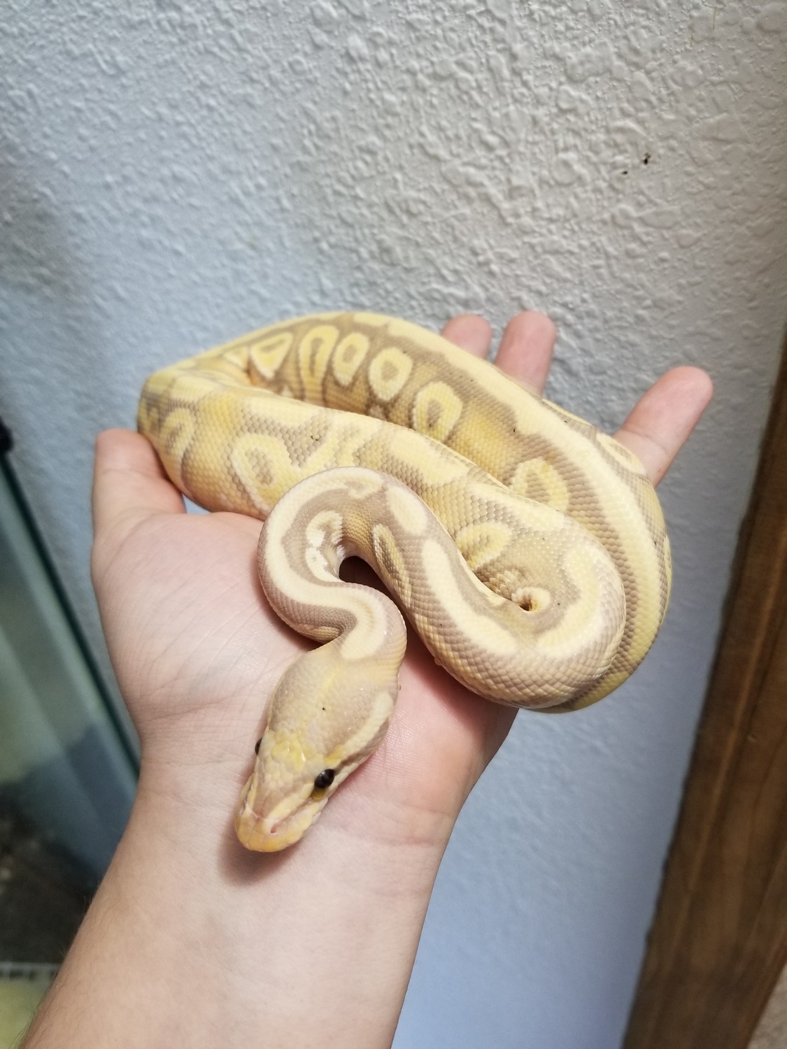 Banana Mojave Ball Python by The ReptiRanch - MorphMarket